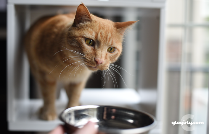 GLOGIRLY: Waffles the Speed Eating Cat