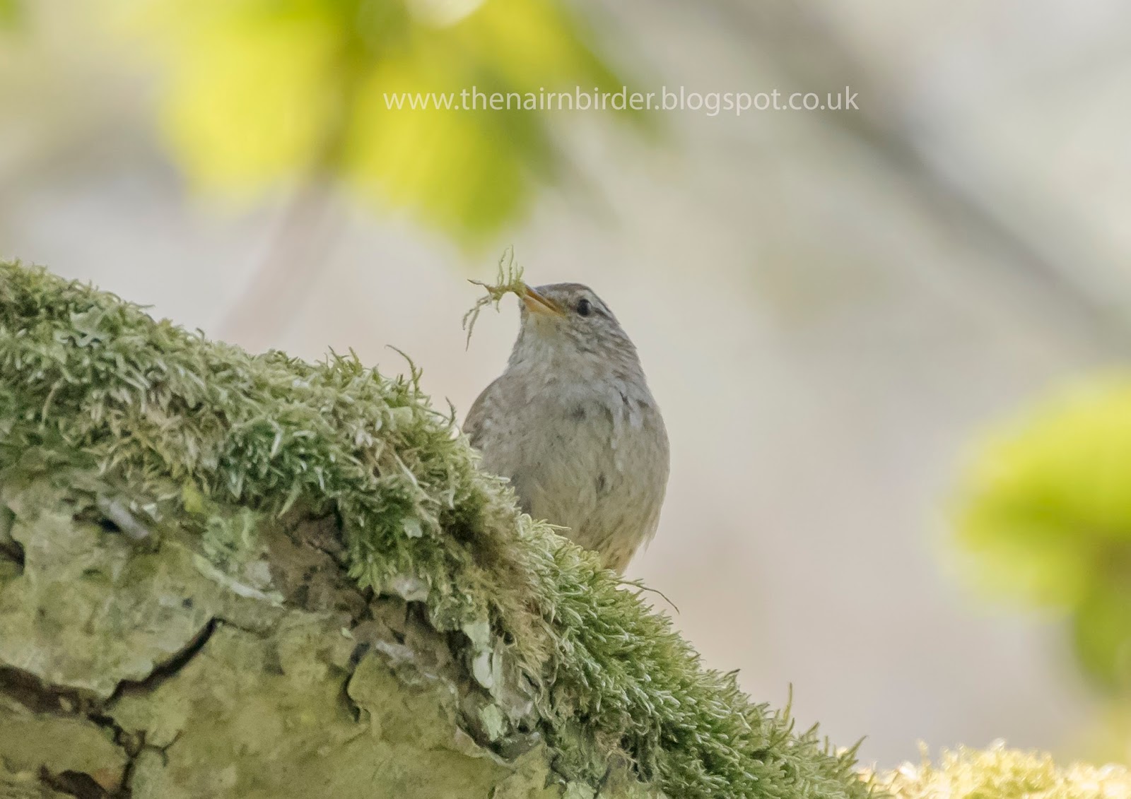 The Nairn Birder: Wrens along the river