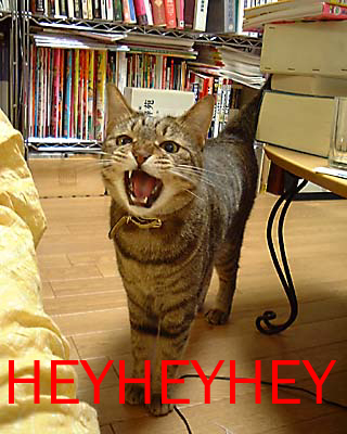 Hey! Hey! Hey! | Funny Cat Pictures