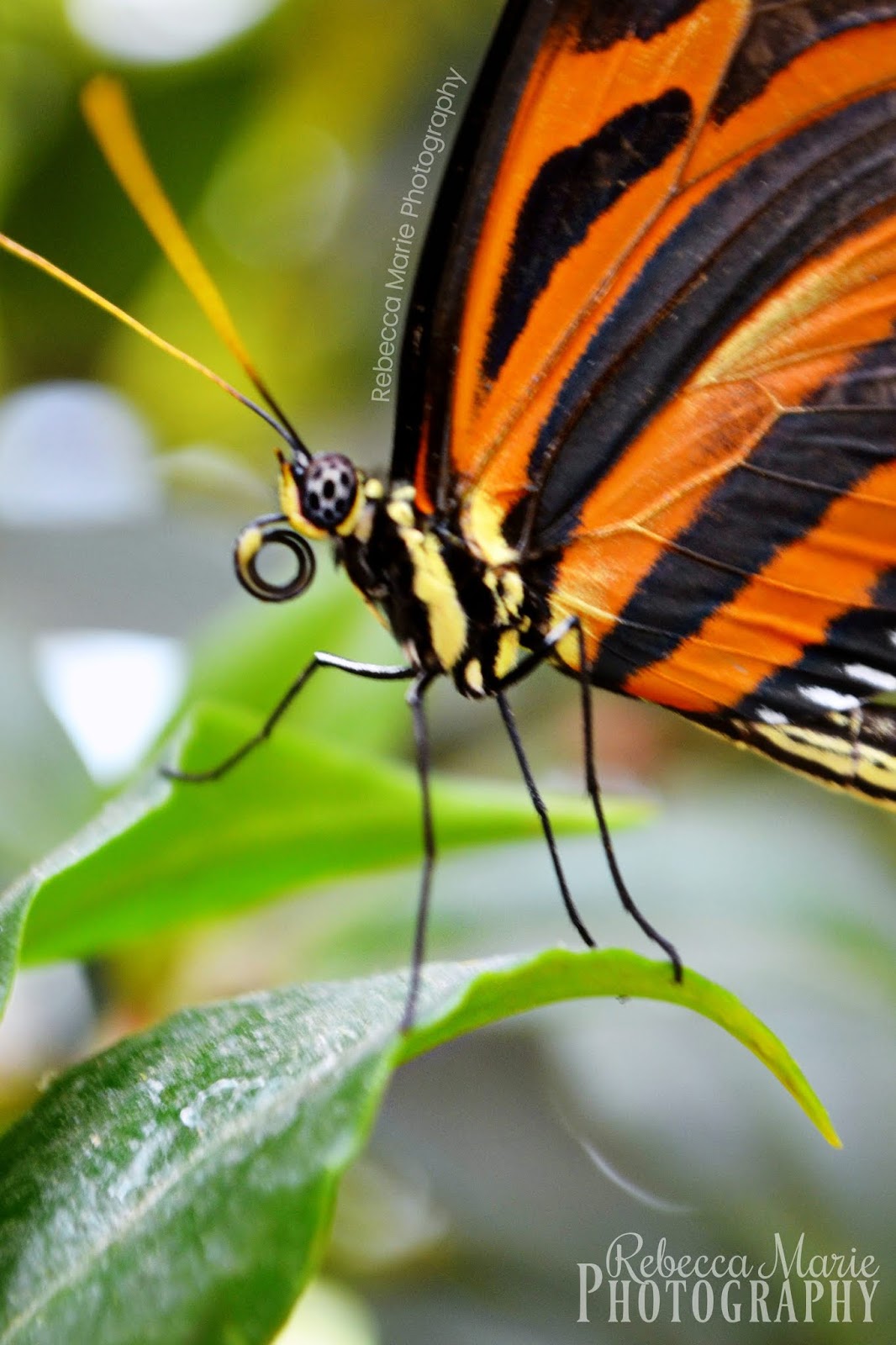 Butterfly Days: My Photos from the Magic Wings Butterfly Conservatory