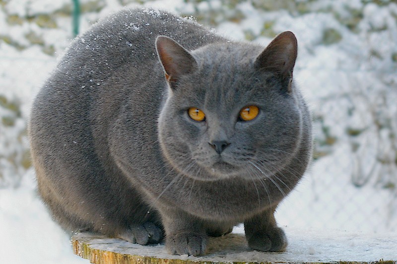 Les chats: Le Chartreux