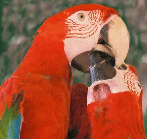 DESARROLLO SUSTENTABLE: ECOSISTEMAS