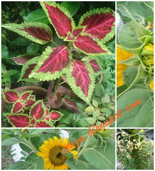 Pesona Bunga Ati-Ati Di Laman Etuza #6