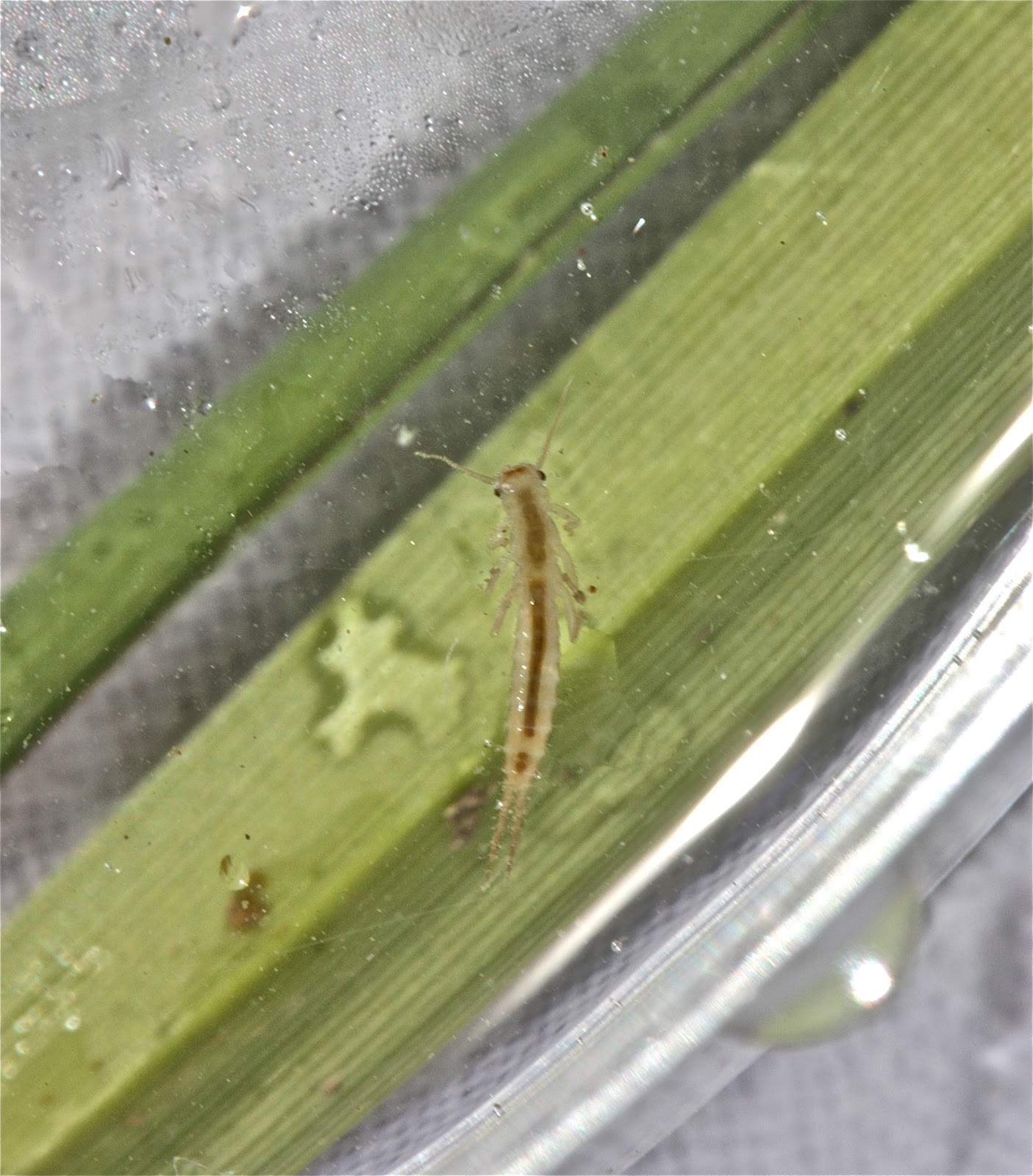 Aquatic Insects of Central Virginia: Chloroperlidae (Green Stonefly ...