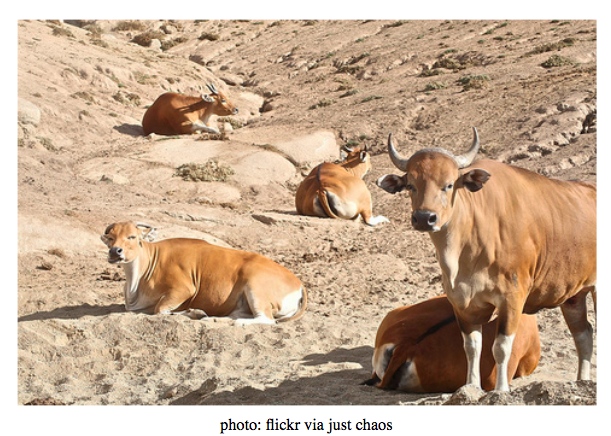 Thirty Cattle Breeds Described | Big Picture Agriculture