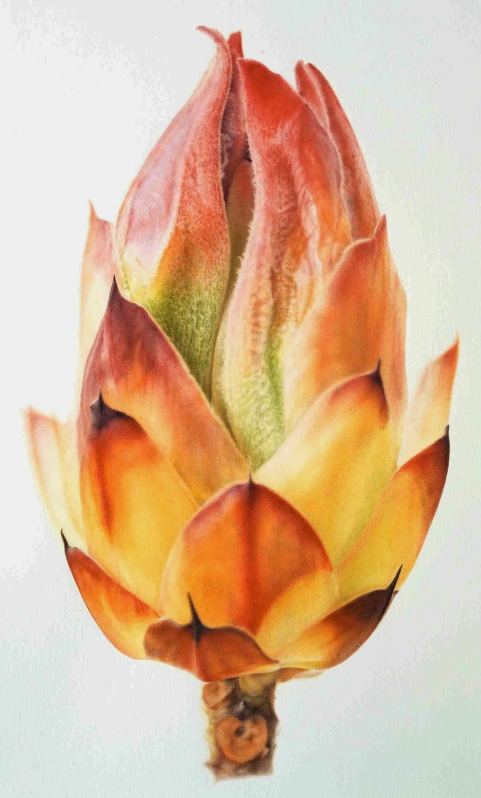 gorilla gardening: Botanical Art Illustrators