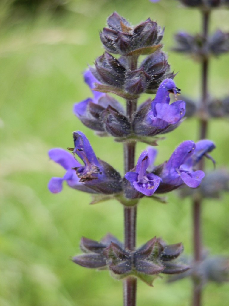 Garden Tool Set: Wild Clary - Salvia verbenaca