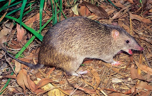 Bandicoot Animals | Amazing Facts & Latest Pictures | All Wildlife ...