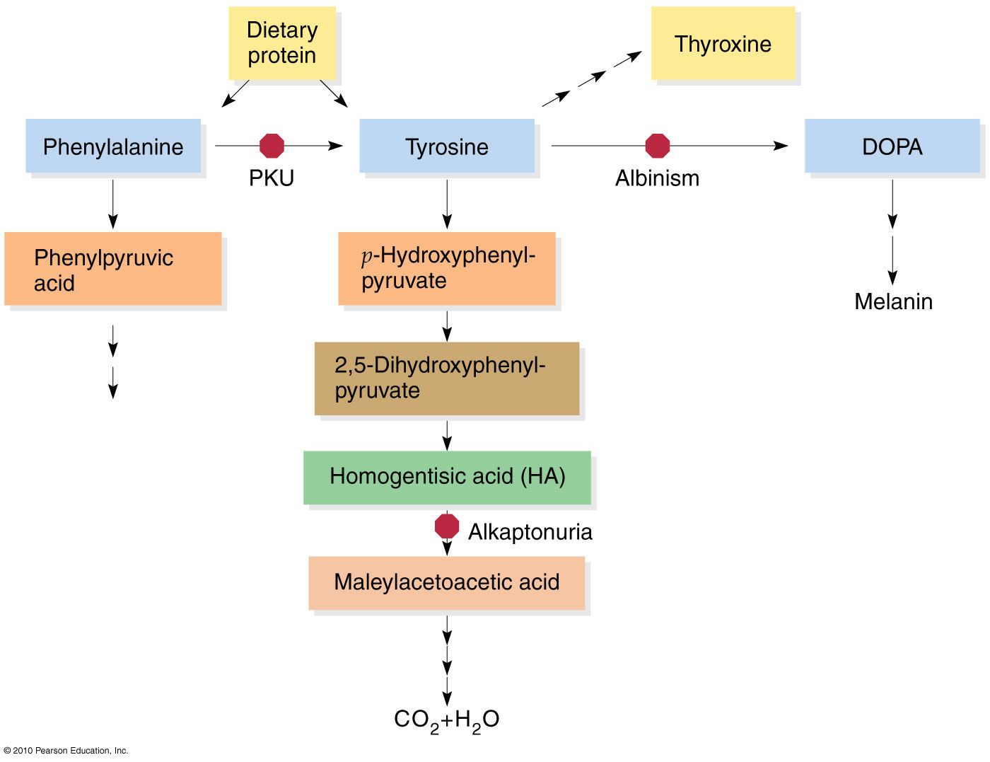 science circle: 罕見疾病 黑尿症(alkaptonuria)