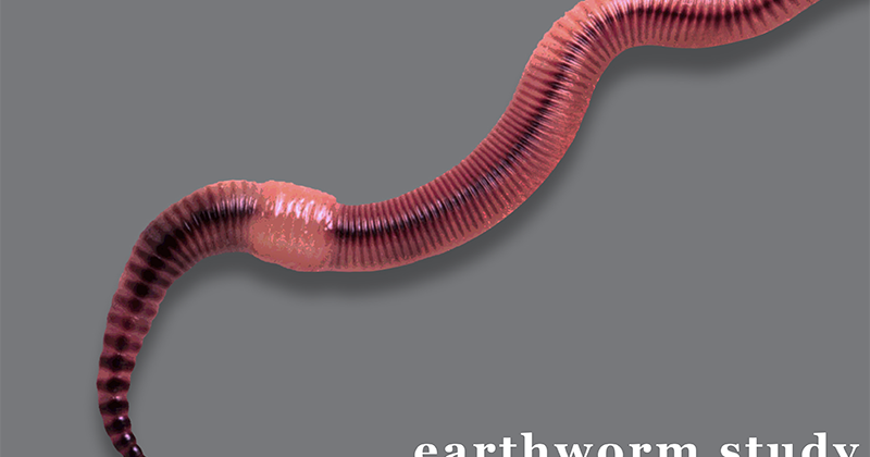 E is for Explore!: Earthworm Study