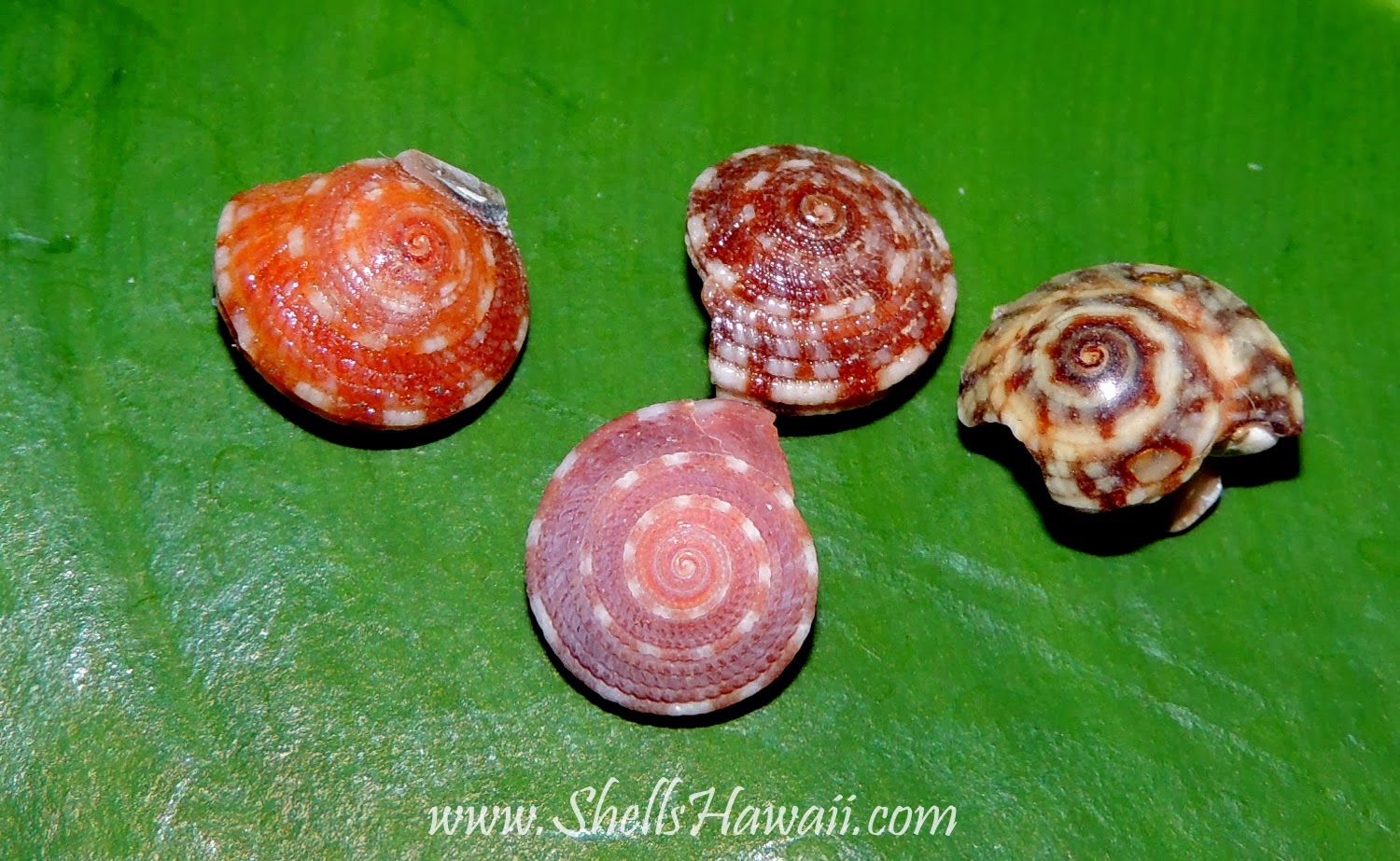 ShellsHawaii ...by Janjira: Hawaiian Seashells