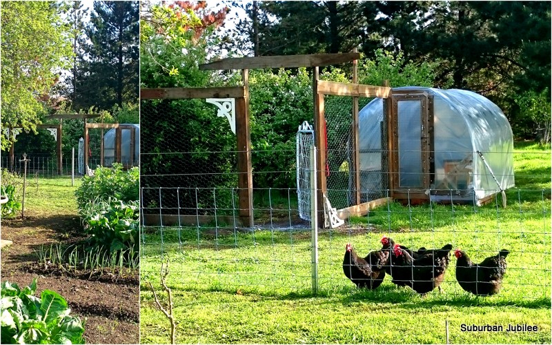 Suburban Jubilee: Not Too Fowl