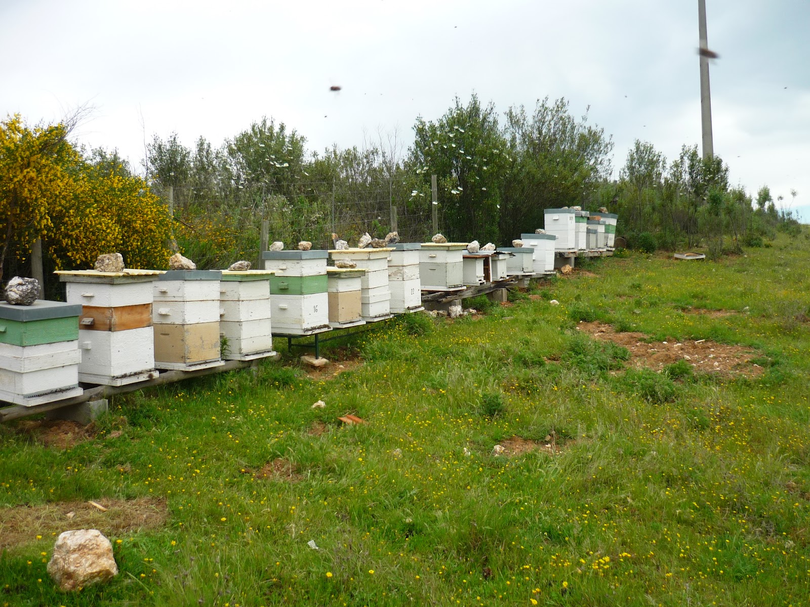 Apicultura por hobby: O apiário de Vendas Novas está bem composto