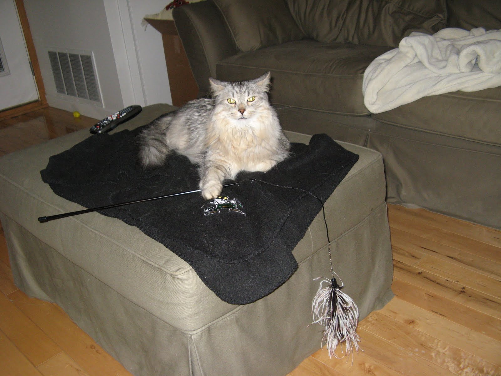 KEG in the D: Introducing Buster (the Cat)
