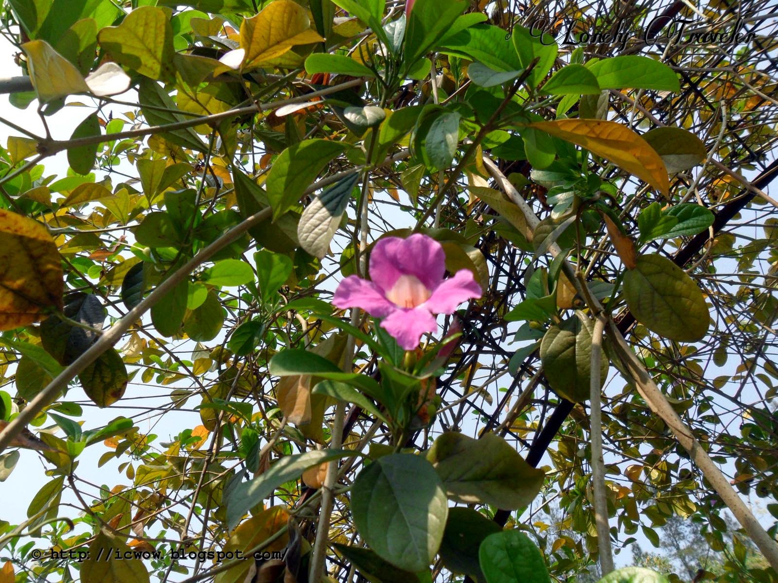 Garlic vine (লতা পারুল ফুল) - Mansoa alliacea