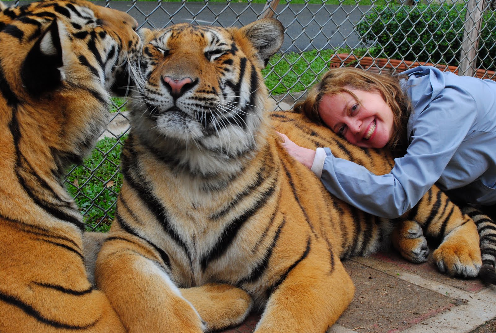 Animal Adventures: Tiger Kingdom - Thailand - 2010
