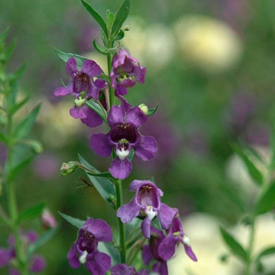 Gueule de Loup -Angelonia angustifolia | Flore de l’île de la Réunion