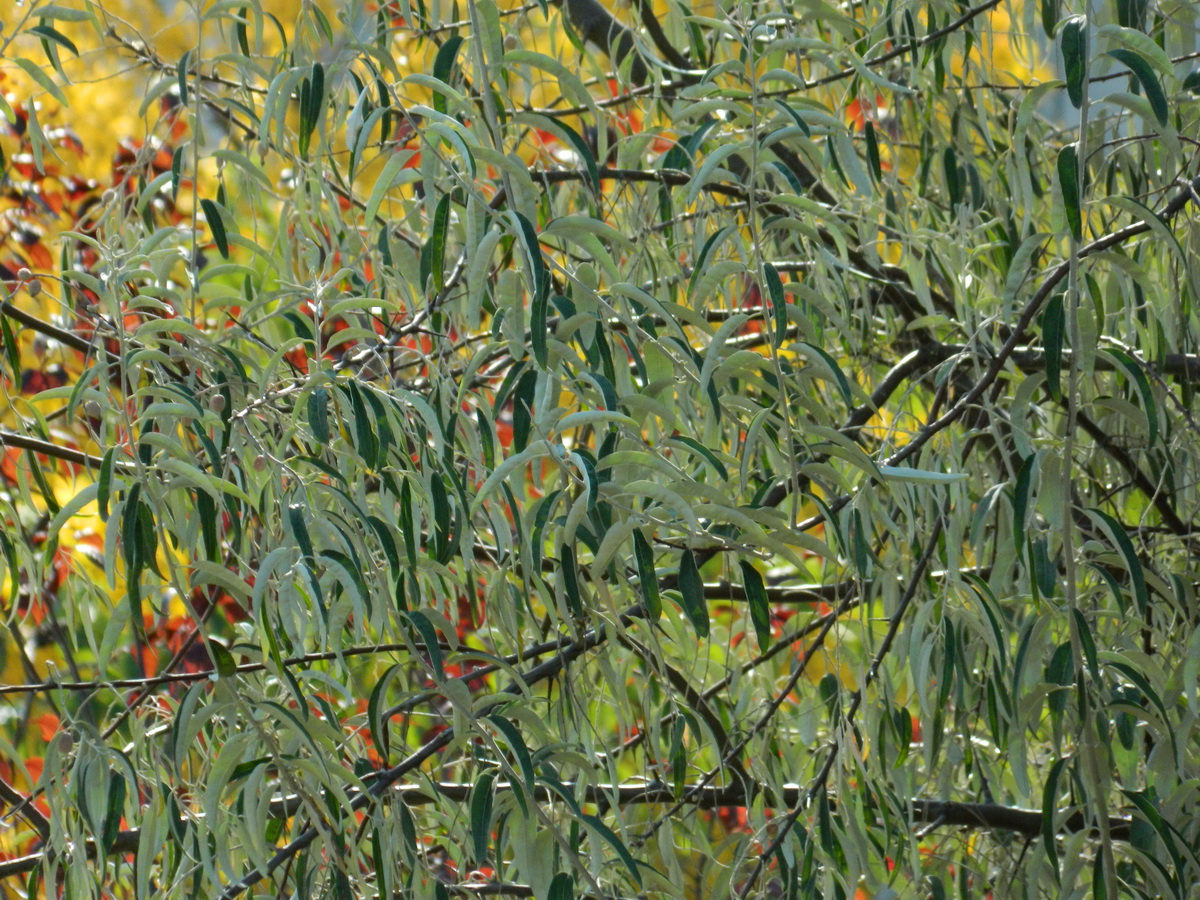 LA MULTI ANI, ROMANIA!: Frunze colorate