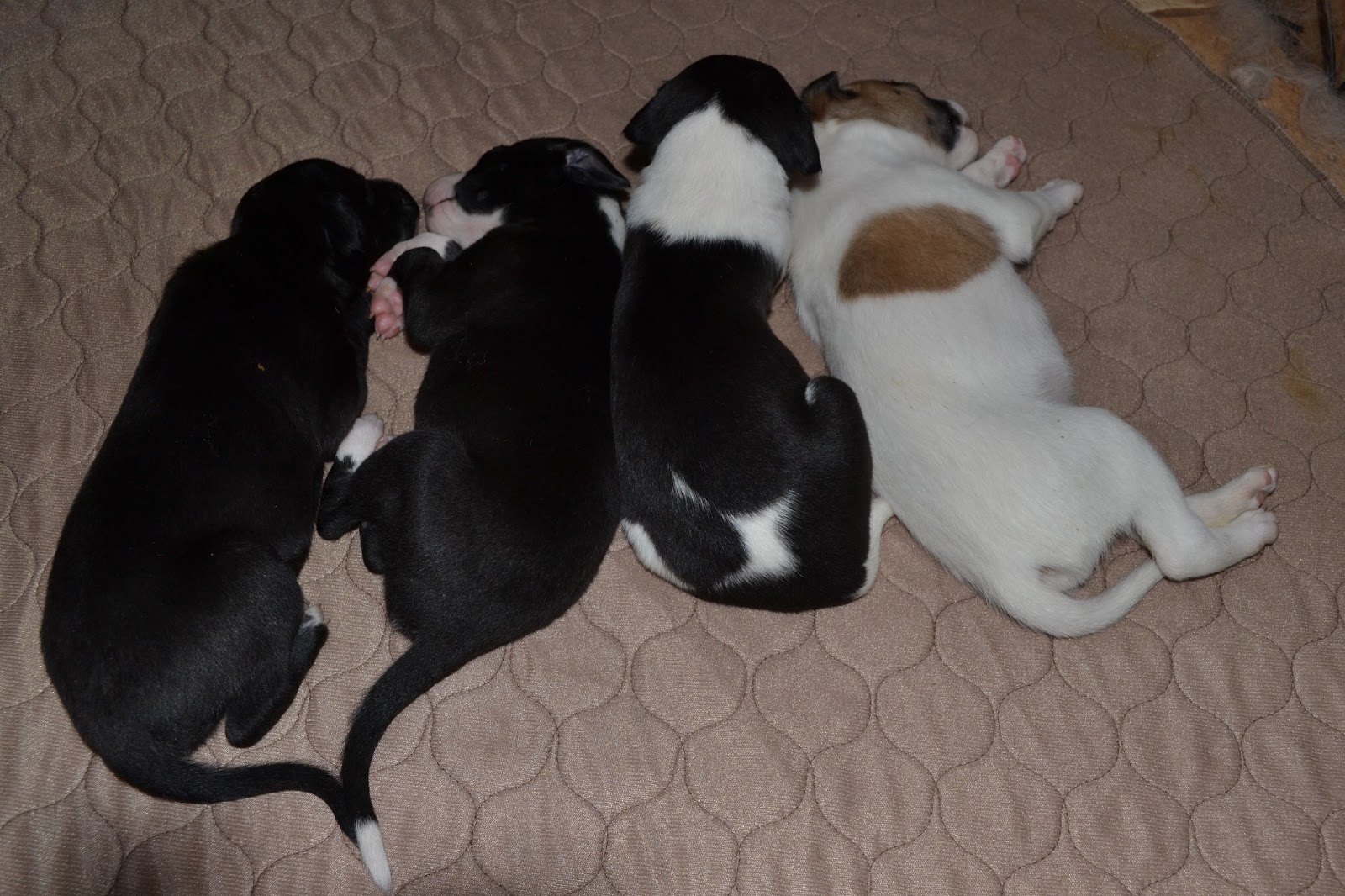 Horsetooth Whippets: Whippet Color Genetics 101