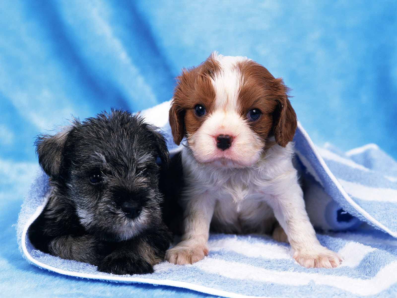 Puppies Pequeños cachorros HD