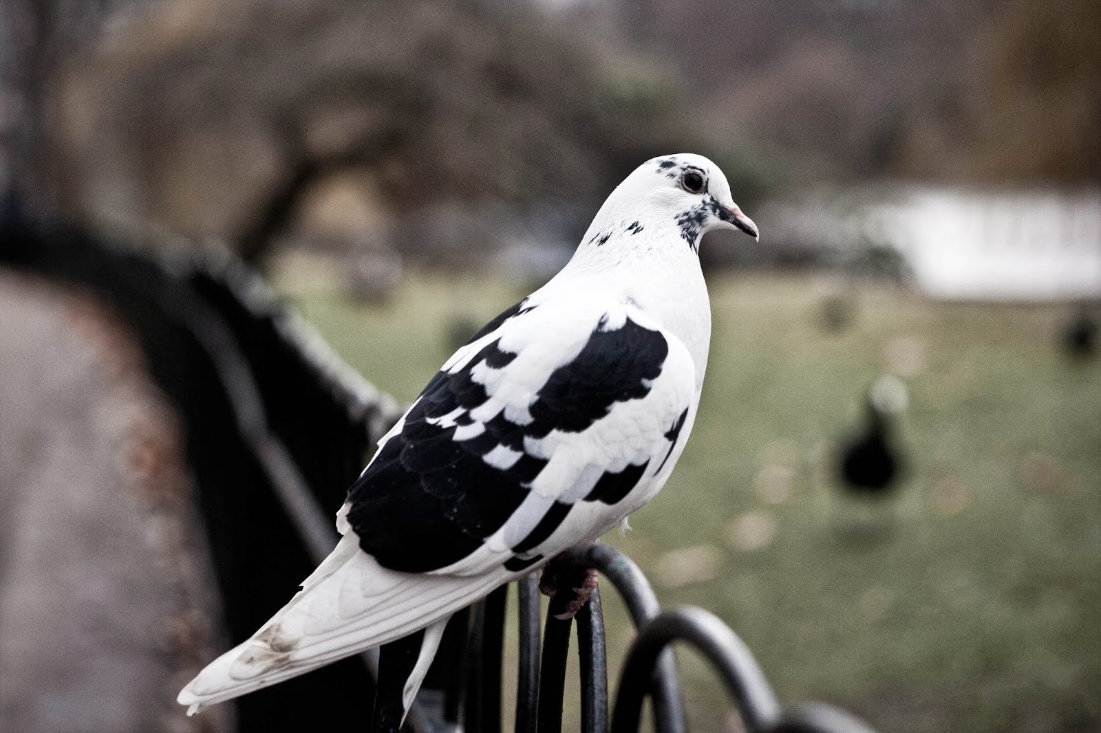 10 Most Beautiful Pigeon Birds Latest HD Wallpapers 2013 | Beautiful ...