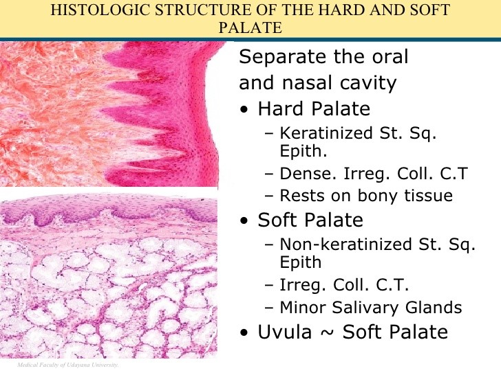 ule's blog: histologi vet.II Saluran Pencernaan