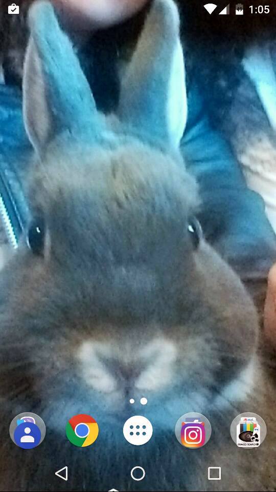 Rabbit Ramblings: Screen Saver Bunnies