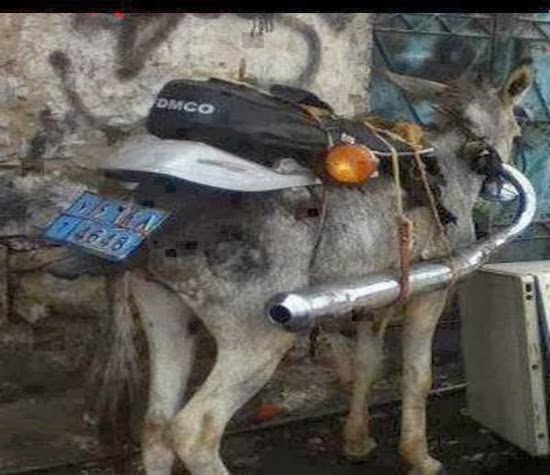 The Funny Animal Donkey Like As A Motor Bike Funny Picture ~ Latest ...