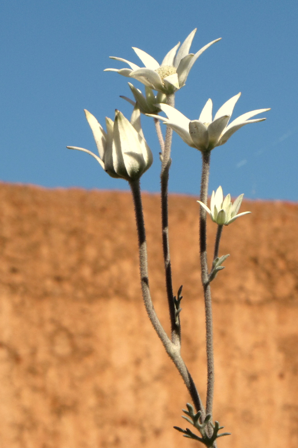 Flora Friday in Oz: The Australian Botanical Garden, Mt Annan NSW 8th ...