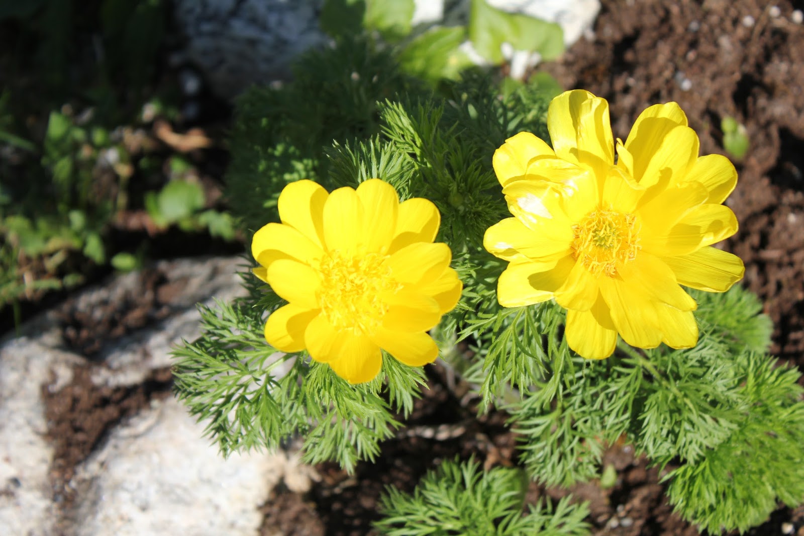Grønn Galskap - Gærn Grønnskap - En blogg om hagelivet