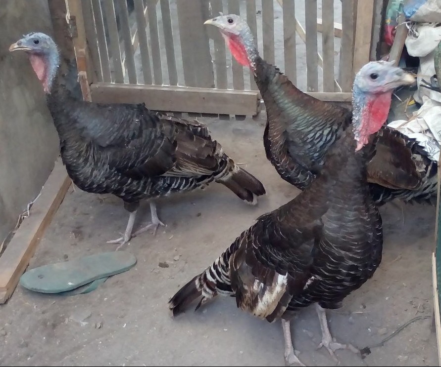 kalkun temanggung: JENIS JENIS AYAM KALKUN DAN AZOLLA MICROPHYLLA ...