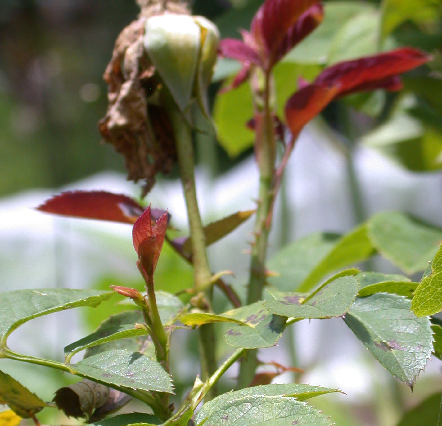 Piedmont NC Gardening: Here it Comes - Rose Rosette Disease