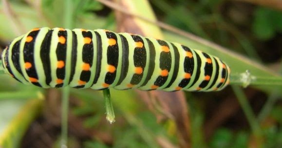 Naturwanderin: Bunte Raupen