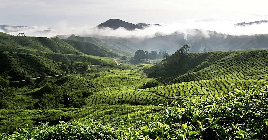 CAMERON SERVICE / MOUNTAIN TOUR & TRAVEL SDN. BHD.: 10 - Leisure with ...