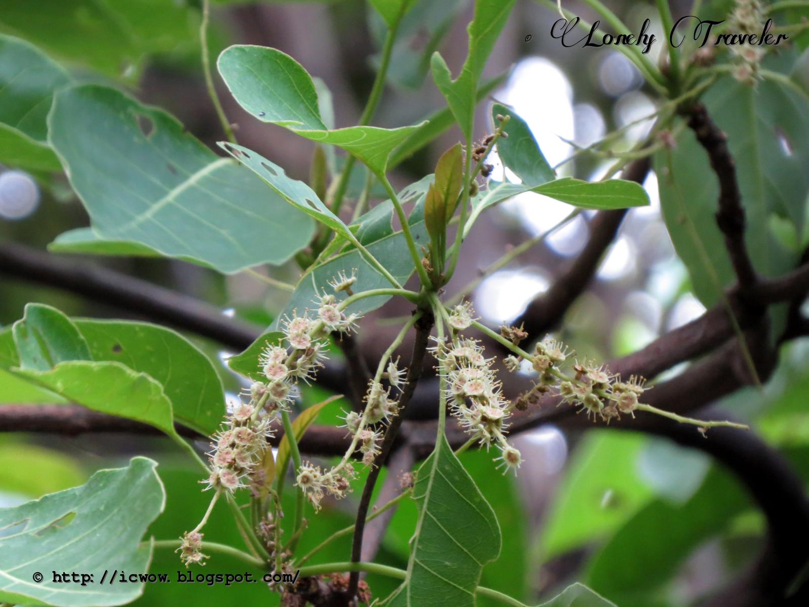 Bohera ful (বহেড়া ফুল) - Terminalia bellirica