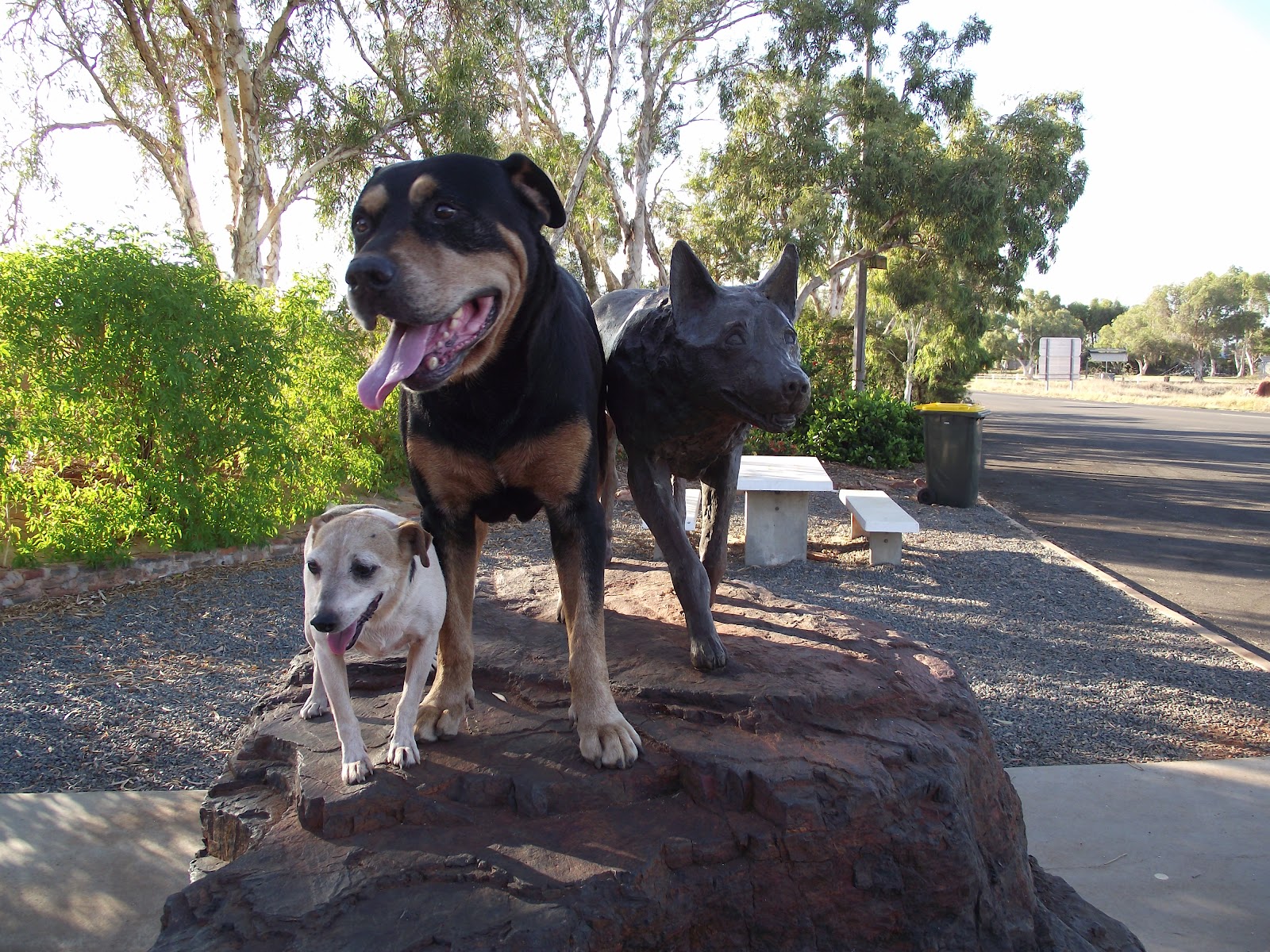 Dampier is also known for The Pilbara Wanderer, or Red Dog!