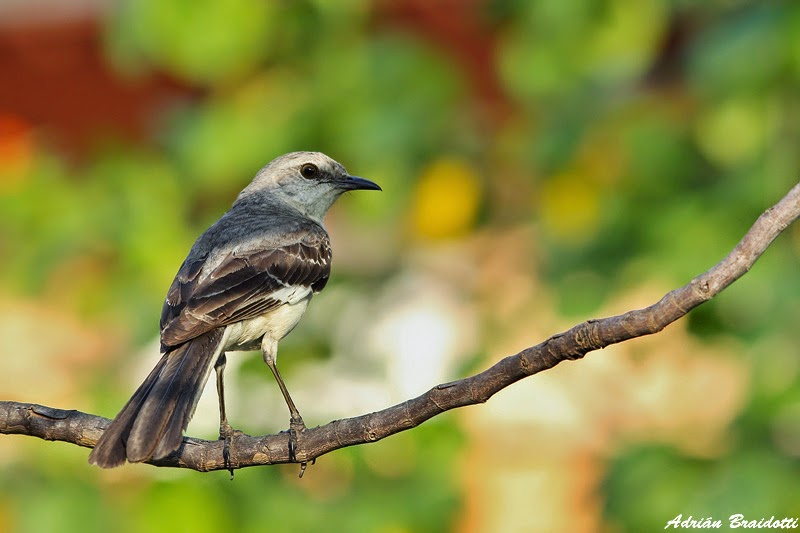 Bellas Aves de El Salvador: Mimus polyglottos (zenzontle del norte o ...