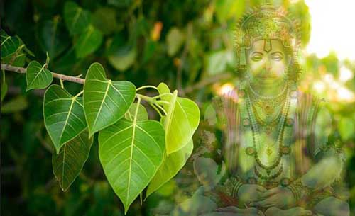 Benefits of Offering Peepal Leaf Mala to Hanuman - How to Offer Peepal ...