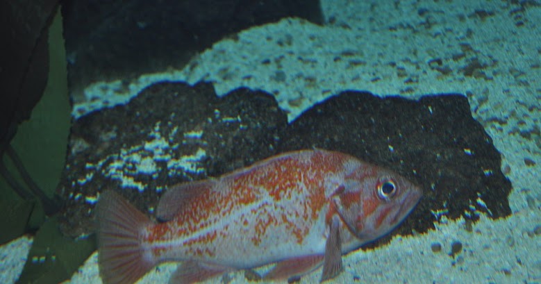 ZOOTOGRAFIANDO (6.096 ANIMALS): PEZ ROCA CANARIO / CANARY ROCKFISH ...