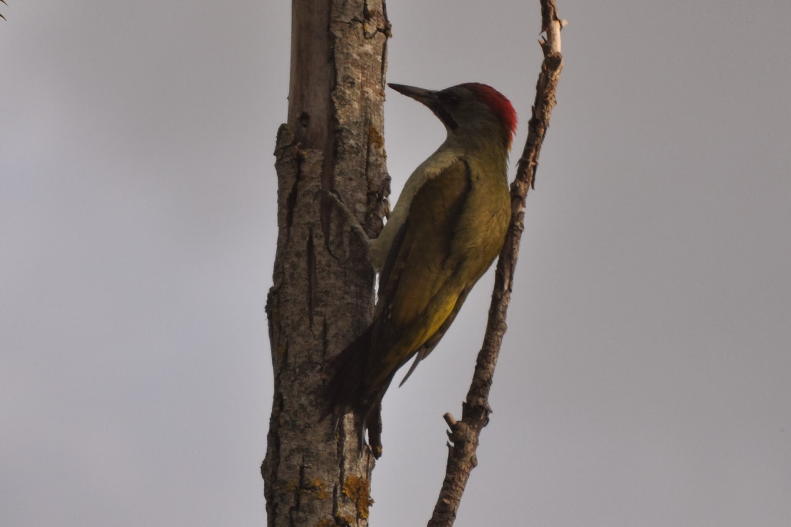 ZOOTOGRAFIANDO (5.836 ANIMALS): PITO REAL / EURASIAN GREEN WOODPECKER ...