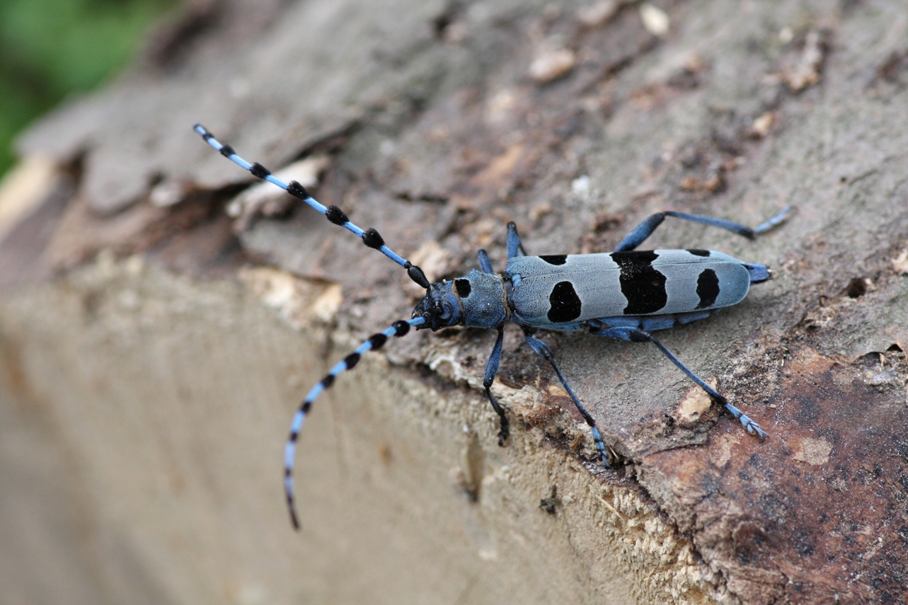 Kaufman Pictures: Rovarok és más gerinctelenek