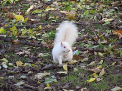 Teena in Toronto: White squirrel in Trinity Bellwoods Park, Toronto, ON