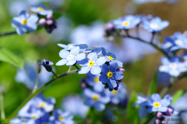 Forget me not flowers, myosotis|Pictures of flowers