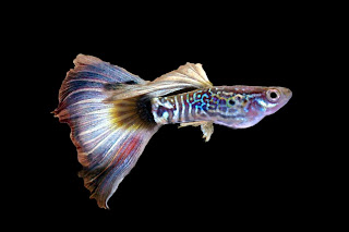 Nugroho Gie: Jual Ikan Guppy (Alias Impun Gapi (Sunda)