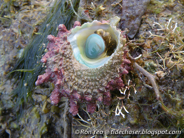 tHE tiDE cHAsER: Turban Snails (Phylum Mollusca: Family Turbinidae) of ...