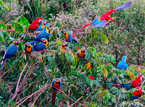 Galapagos and Machu Picchu Travel Blog: Macaws