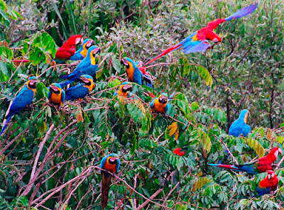 Galapagos and Machu Picchu Travel Blog: Macaws