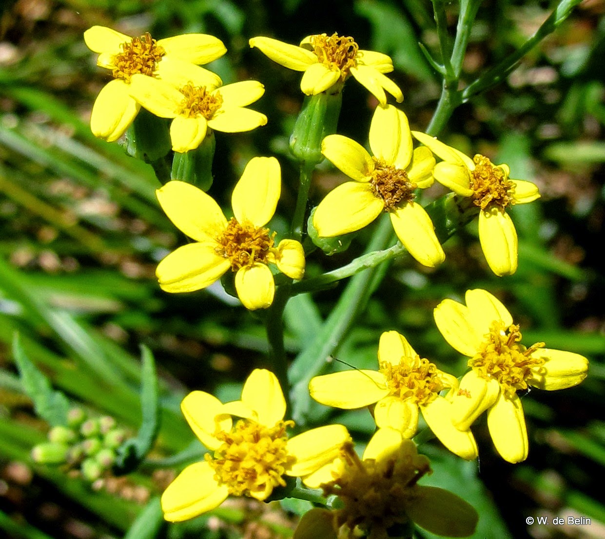 Sydney's Wildflowers and Native Plants: Senecio linearifolius ...