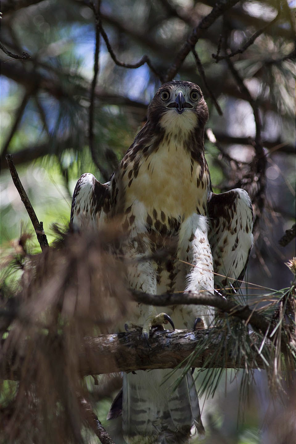 Working with wildlife - Ann Brokelman Photography: Red-tailed hawk ...