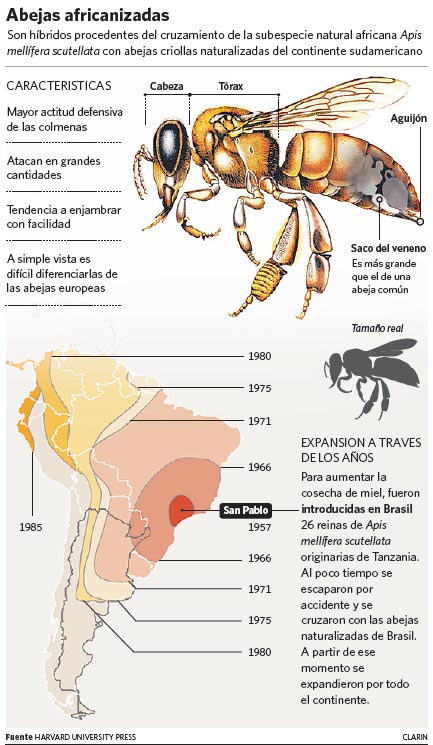 Introducción de abeja africanizada